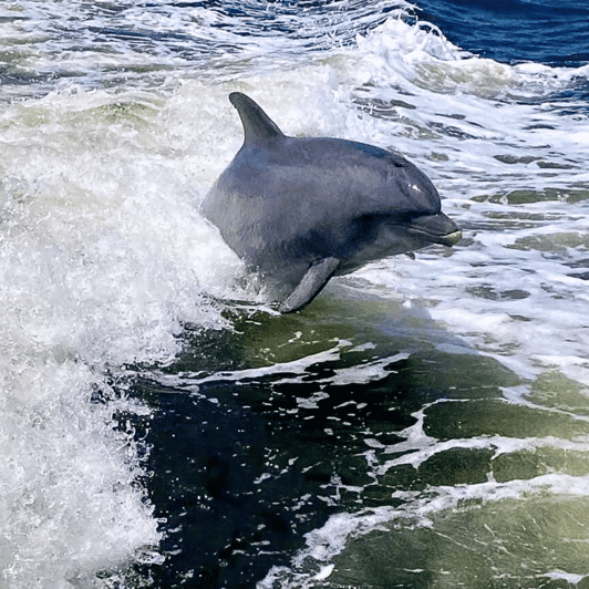 Private Dolphin Sightseeing Tour for up to 6, Pensacola Bch | GetYourGuide
