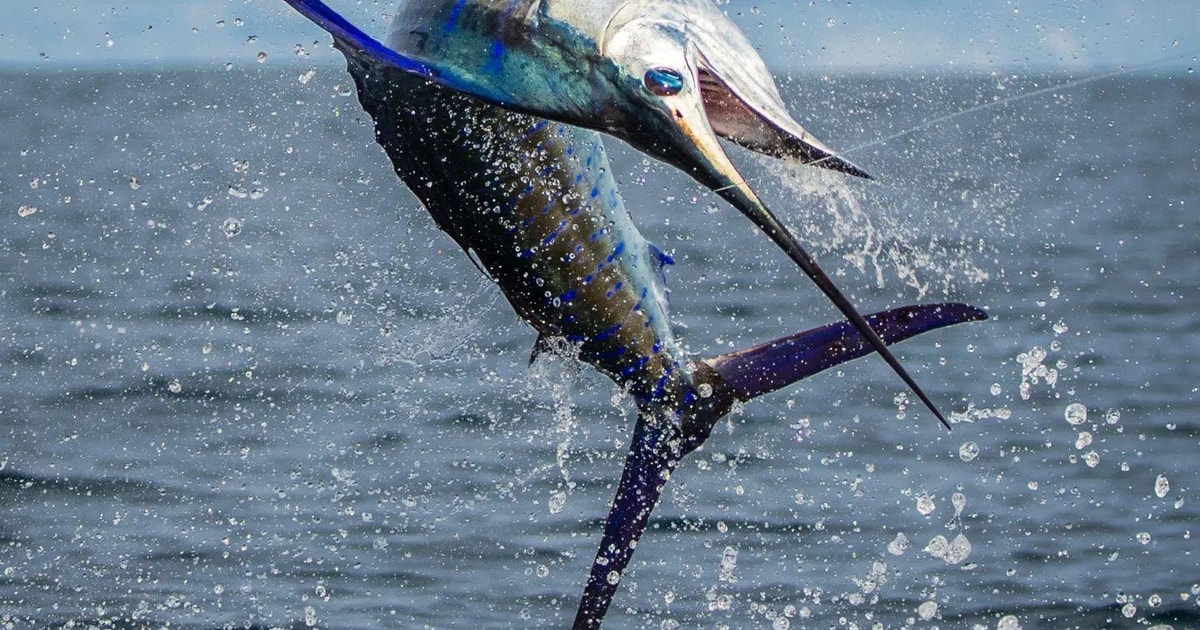 Fishing sporting zanzibar | GetYourGuide