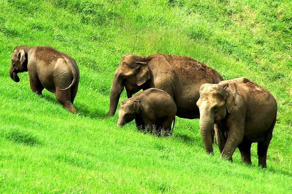 Munnar site-seeing Tour | GetYourGuide