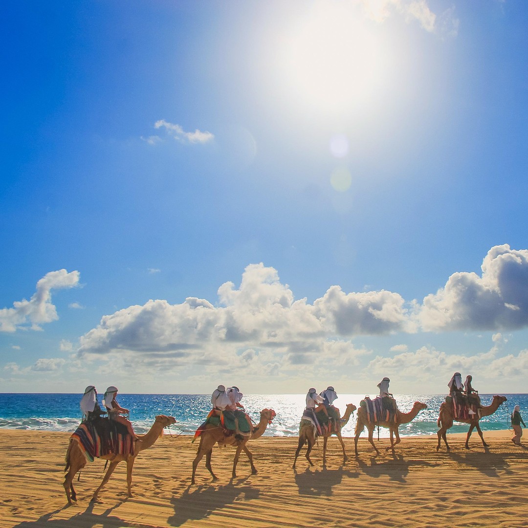Los Cabos: Camel Ride Safari with Lunch and Tequila Tasting | GetYourGuide