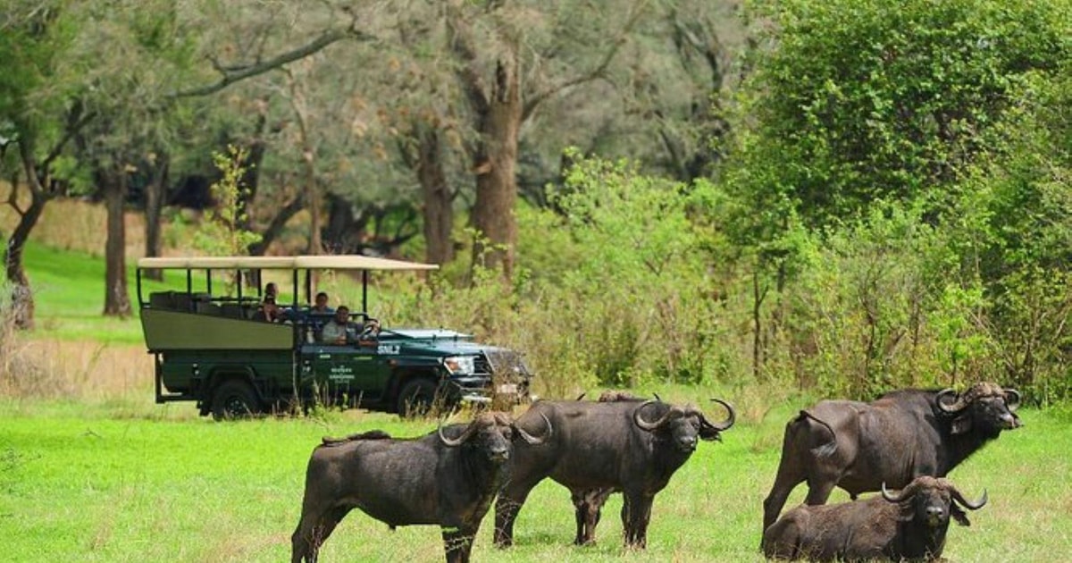Chobe Full Day Trip | GetYourGuide