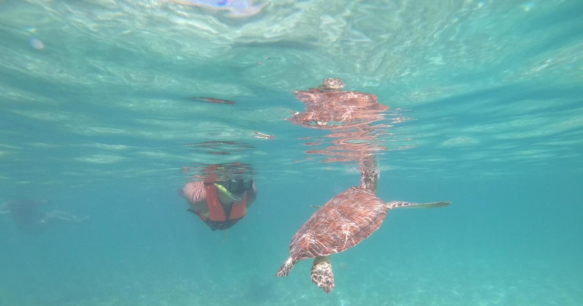 Akumal: snorkeling con tartarughe marine e coralli | GetYourGuide