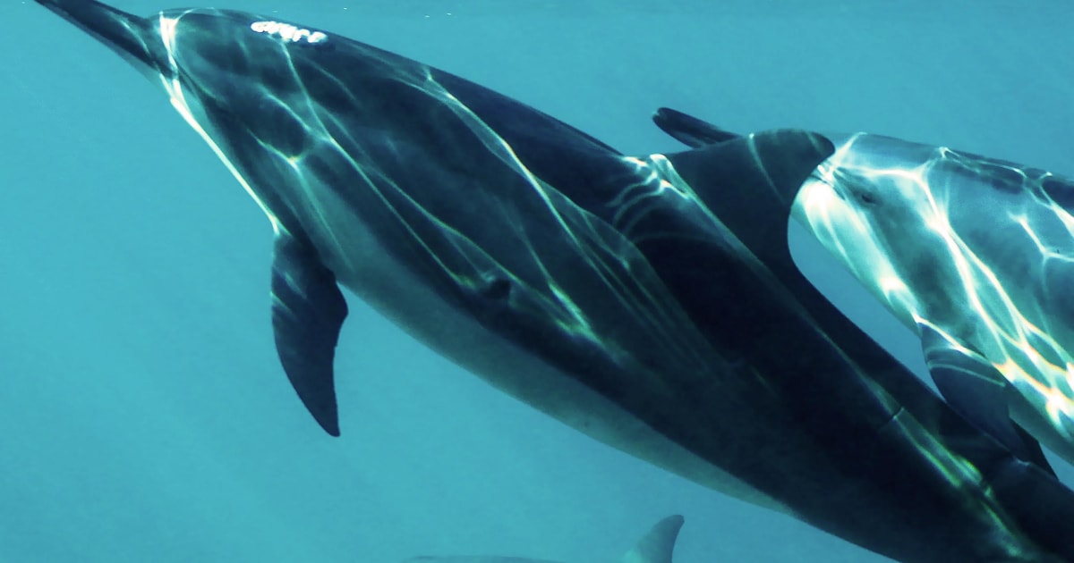 Muscat: Dolphin Watching Boat Tour | GetYourGuide