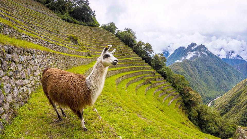 Short Inca Trail to Machu Picchu 2D/1N | GetYourGuide