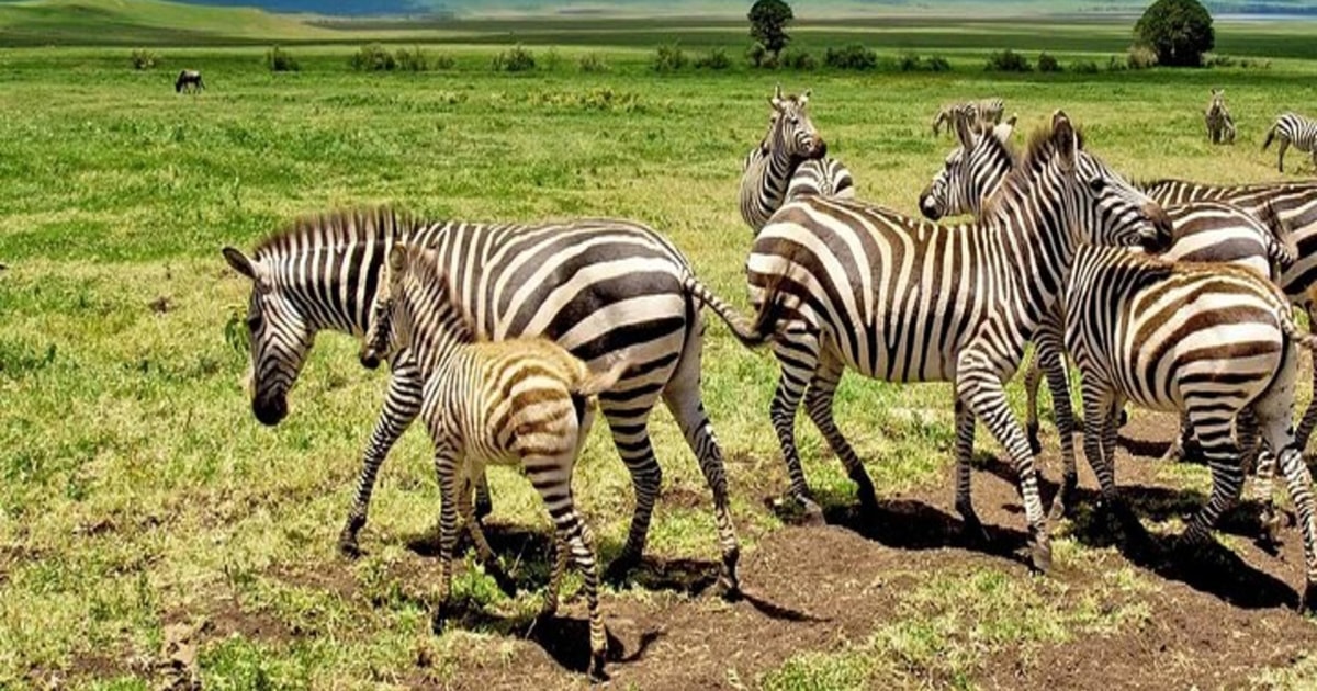 Nairobi: Solio Ranch Game Reserve Tagestour | GetYourGuide