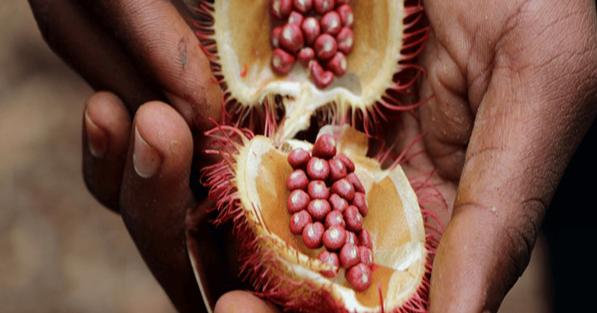 Spice Farm Tour in Zanzibar with Guide | GetYourGuide