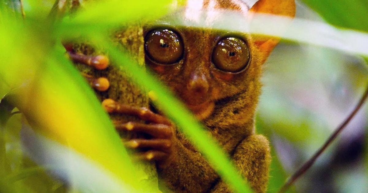 From Cebu: Bohol Countryside Day Tour | GetYourGuide