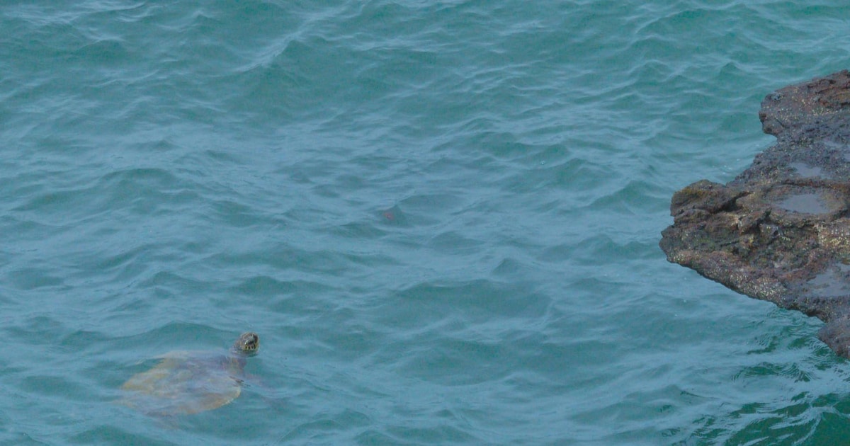 Boa Vista: Shark, Turtles, Cave, Sandboarding & Tasting Tour | GetYourGuide