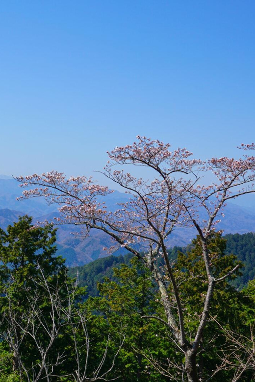 Tokyo: Mount Takao Guided Hiking Tour | GetYourGuide