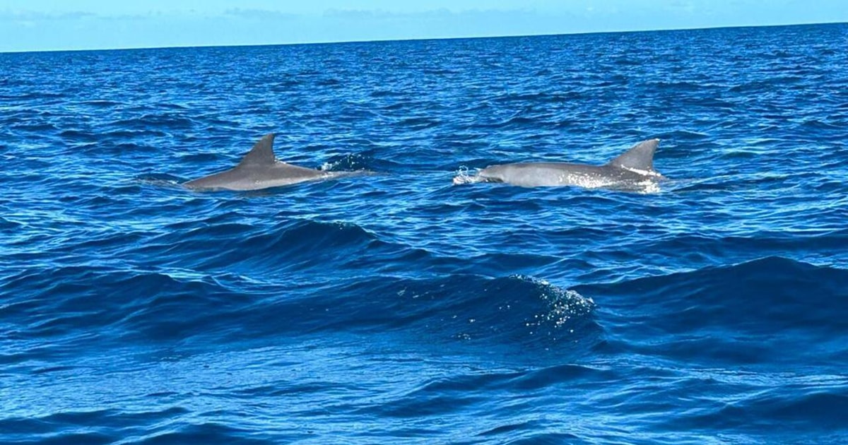 Benitiers Island: Dolphin Watching, Snorkeling & BBQ Lunch | GetYourGuide