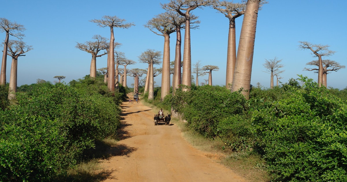 Madagascar: Viaje de 12 días con vuelos y alojamiento | GetYourGuide