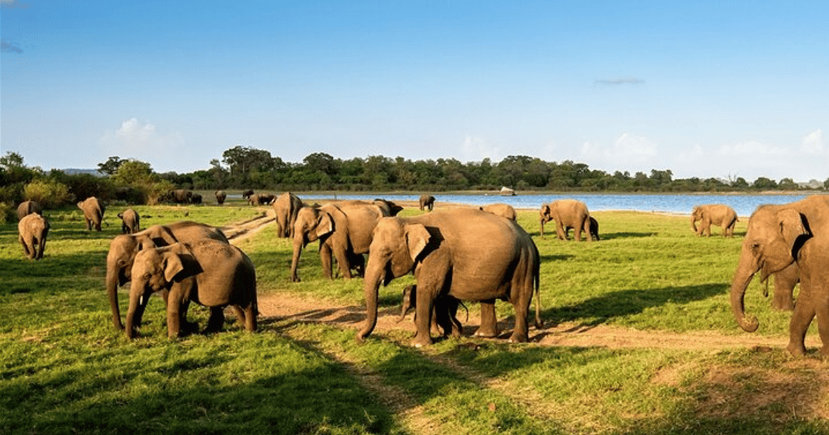 Da Kandy: Fortezza rocciosa di Sigiriya e safari nella fauna selvatica ...