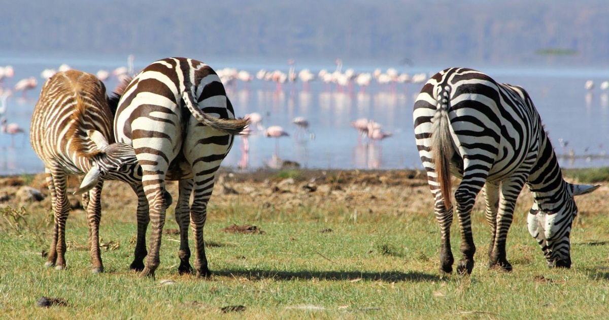 Safari guiado de día completo por el Parque Nacional del Lago Nakuru ...