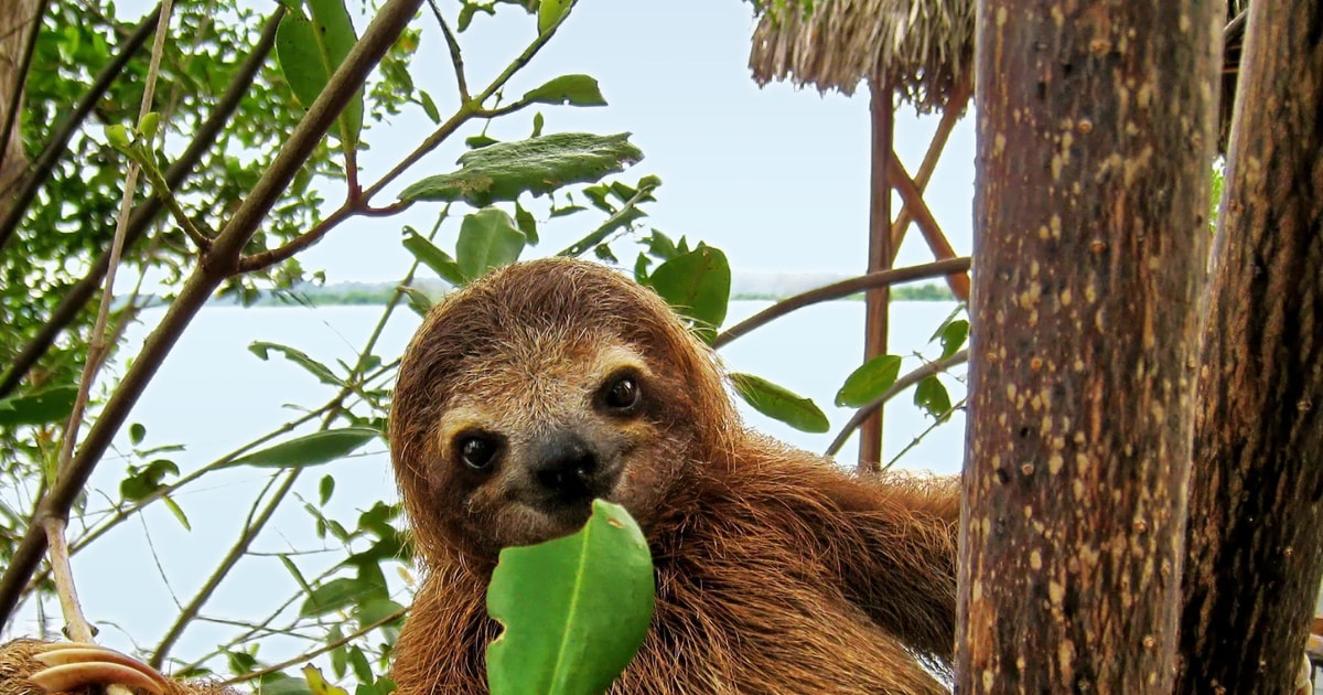 Uvita:Sloth Watching Trail-De beste luiaardtour in Costa Rica ...