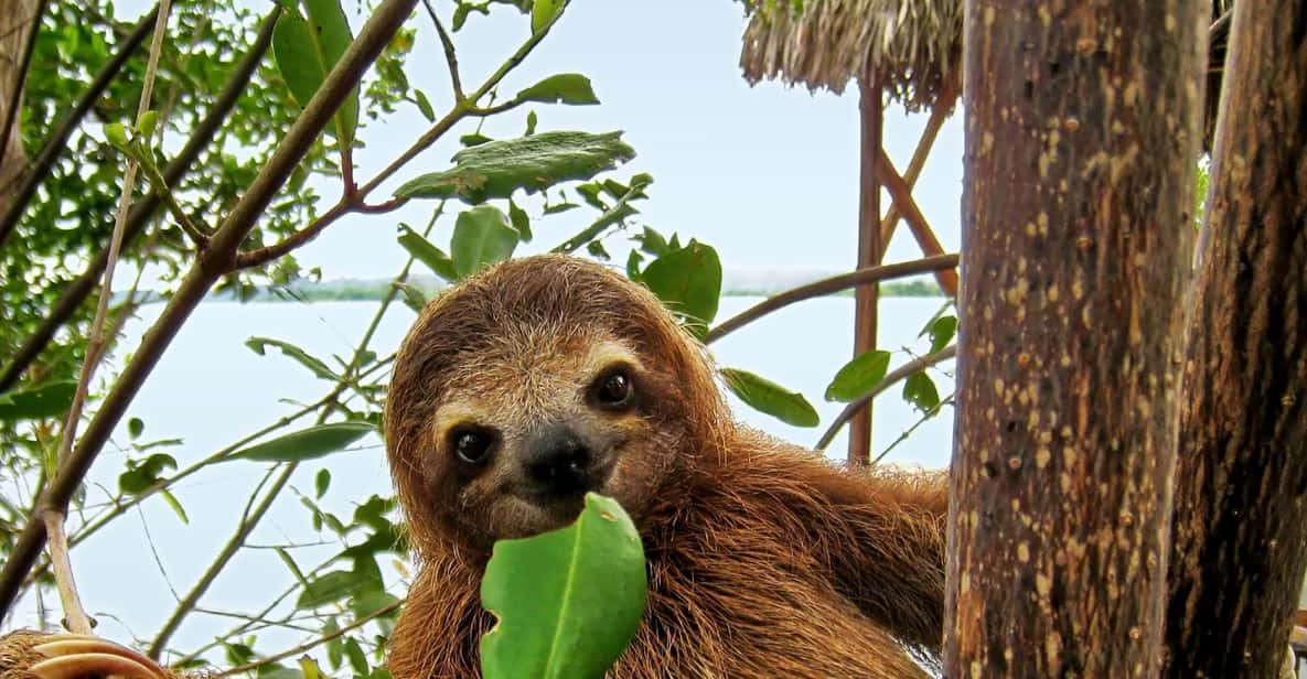 Uvita:Sloth Watching Trail-The best sloth tour in Costa Rica | GetYourGuide