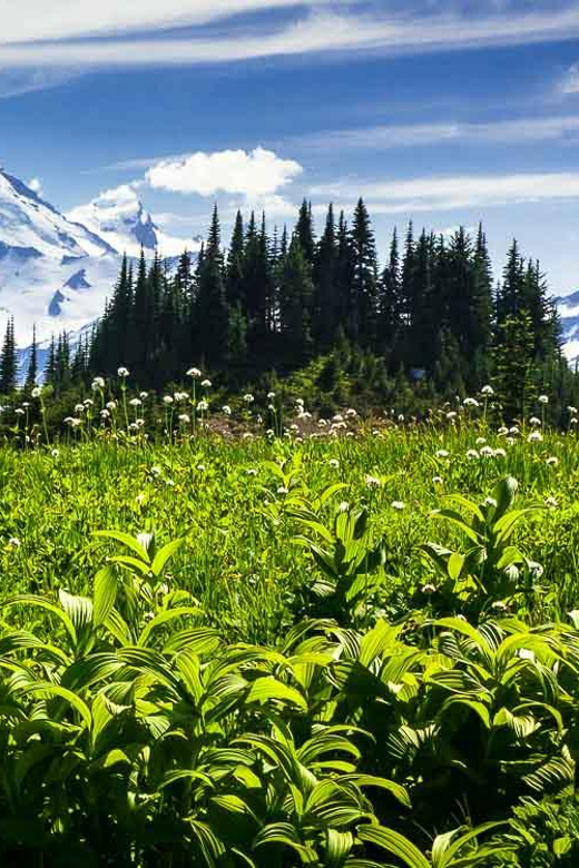 From Seattle - Enchanting Mt Baker & Cascade mountains tours | GetYourGuide