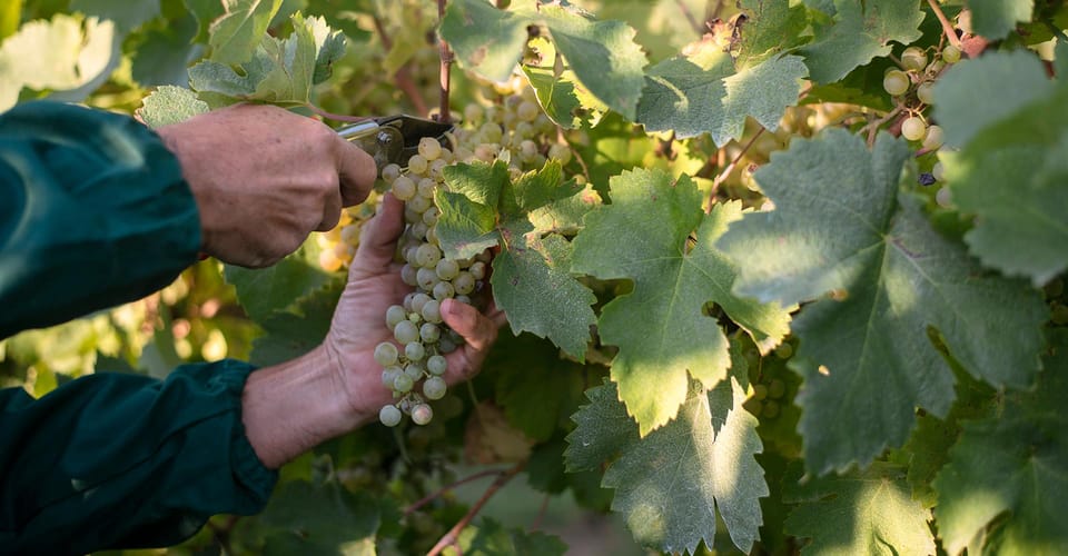 Veneto: Vineyard Tour with Wine Tasting | GetYourGuide