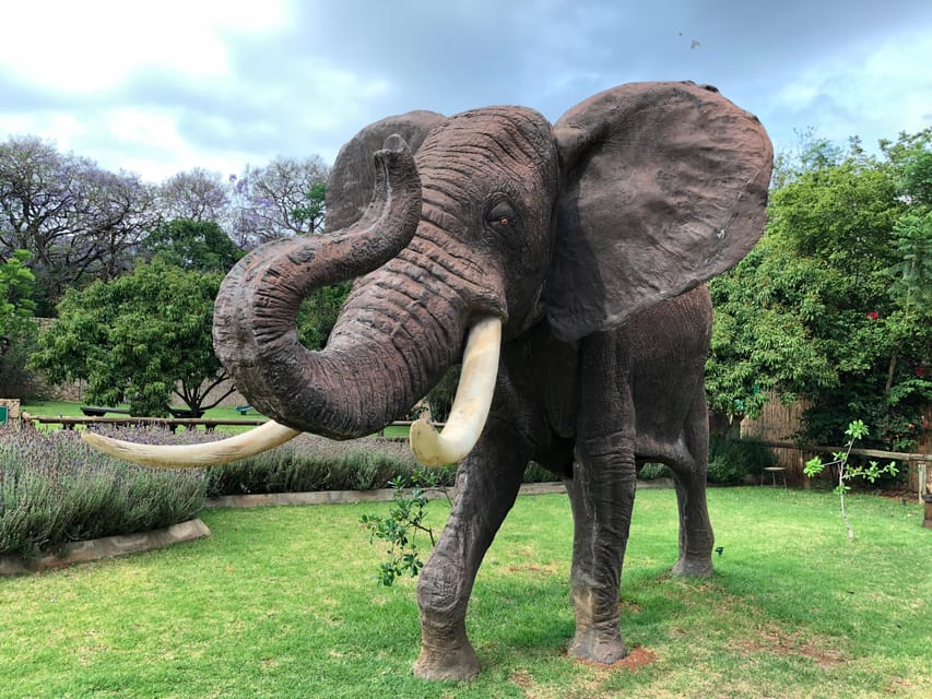 Elephant Sanctuary Tour from Johannesburg | GetYourGuide