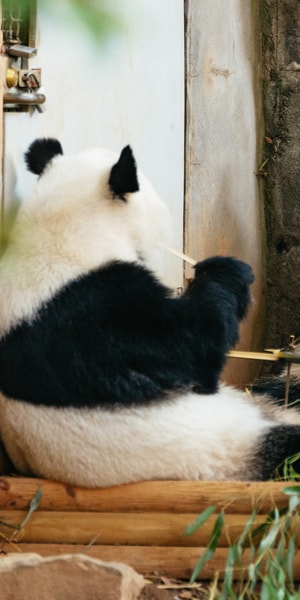 Atlanta: Zoo Atlanta General Admission Ticket | GetYourGuide