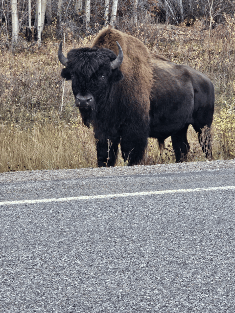 Yellowknife: Bison Highway Road Tour | GetYourGuide