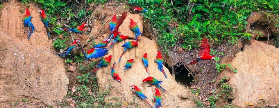 Collpa Guacamayo 2D Excursion | Jungle sunset | | GetYourGuide