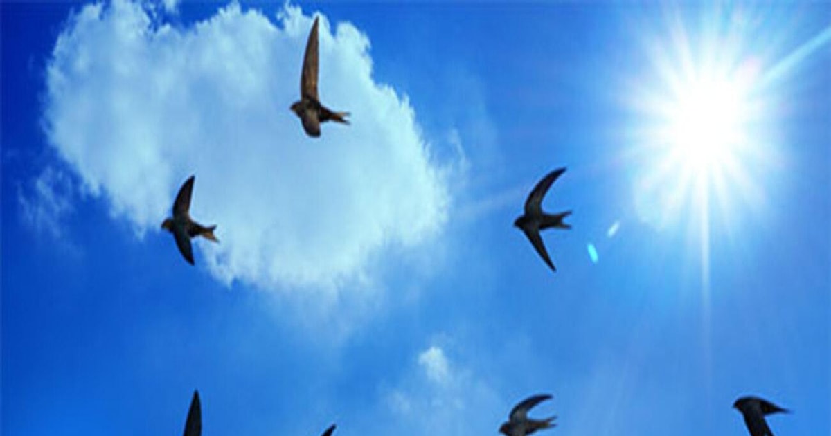 Descubre la vida del Nido de Pájaro, Elaboración y degustación de la ...