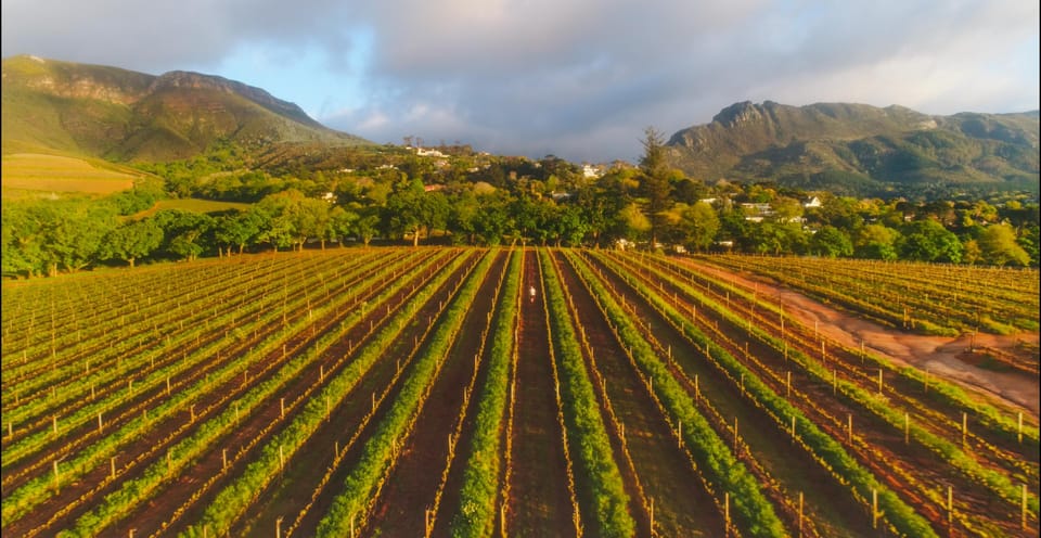 Constantia Wine Walk | GetYourGuide