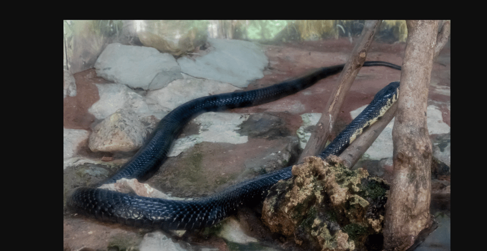 Guided Day Tour to Snake Park And Nairobi National Museum. | GetYourGuide