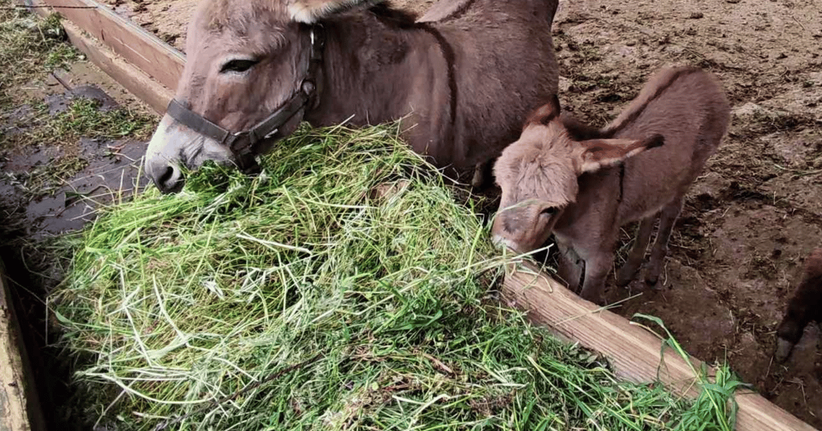 Depuis Bar : visite de la ferme d'ânes | GetYourGuide