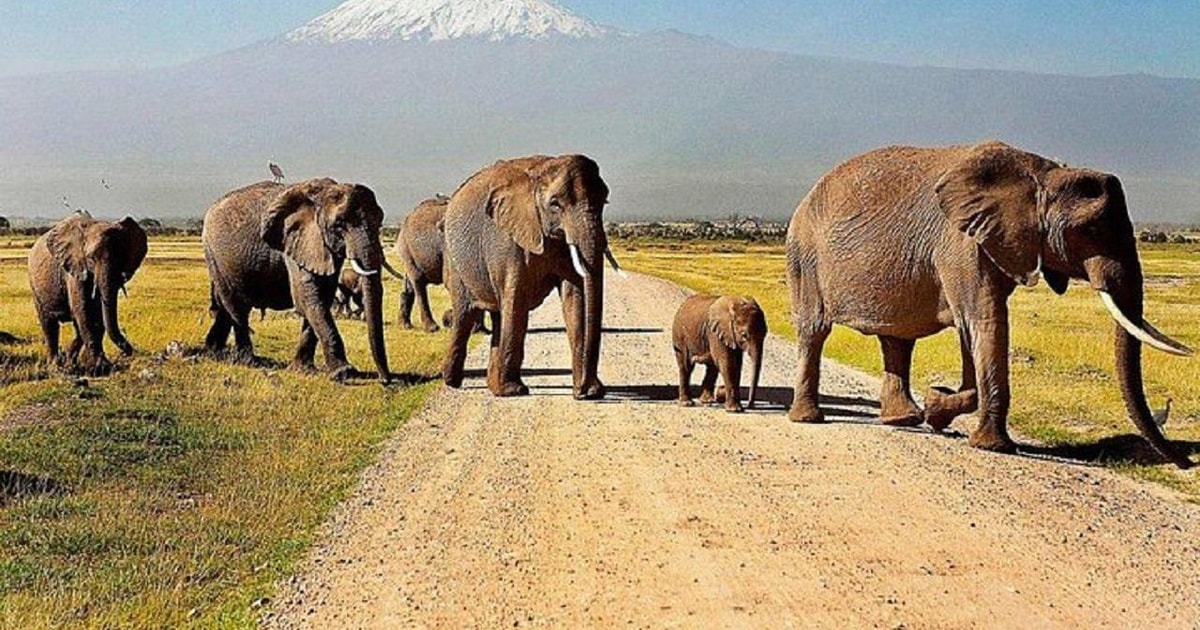 Nairobi: safari w Parku Narodowym Amboseli i wioska Masajów | GetYourGuide