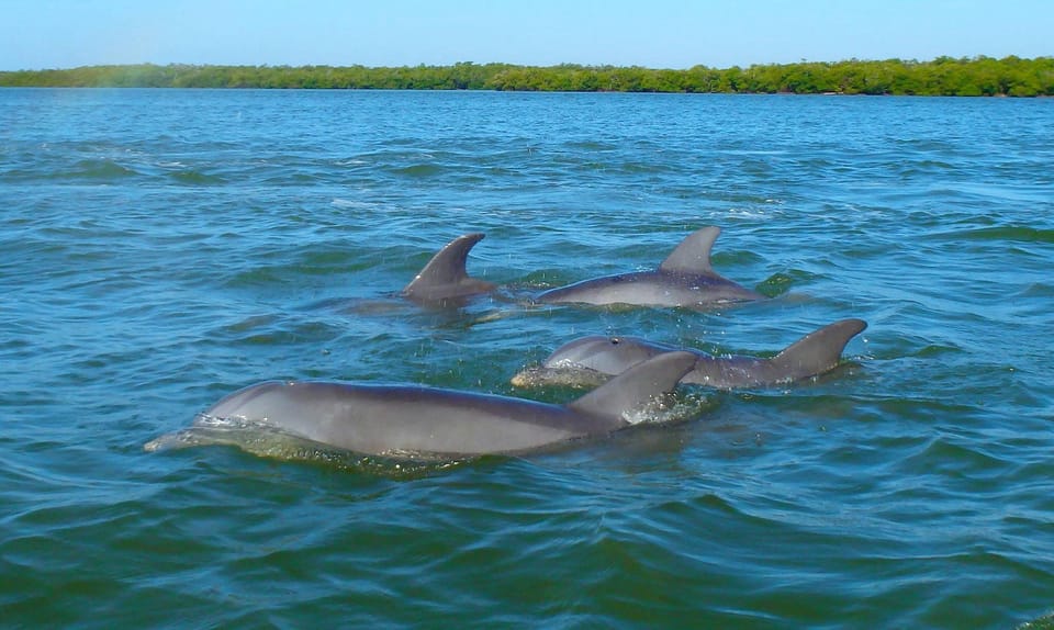 Anna Maria Island and Bradenton: Sunset Kayak Dolphin Tour | GetYourGuide