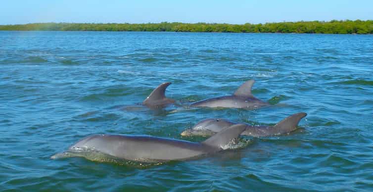 Isla Anna Maria y Bradenton Excursión con delfines en kayak al ...