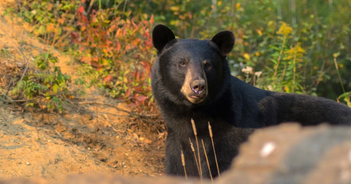 15 min. Tadoussac : Black Bear Observation with Expert Guide | GetYourGuide