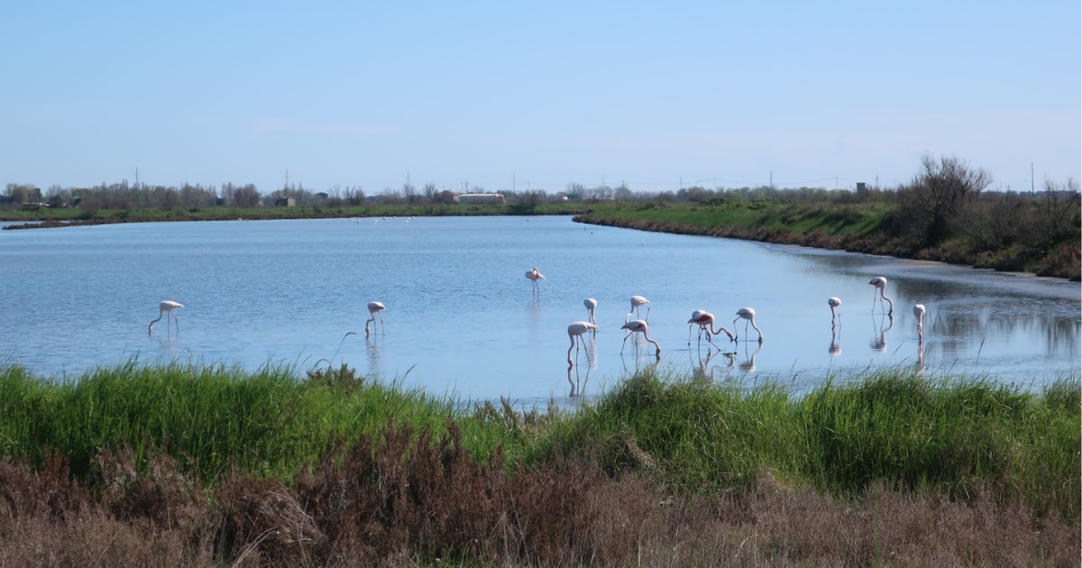 Bologna: Comacchio Salt Pans Birdwatching Tour & Transfer | GetYourGuide