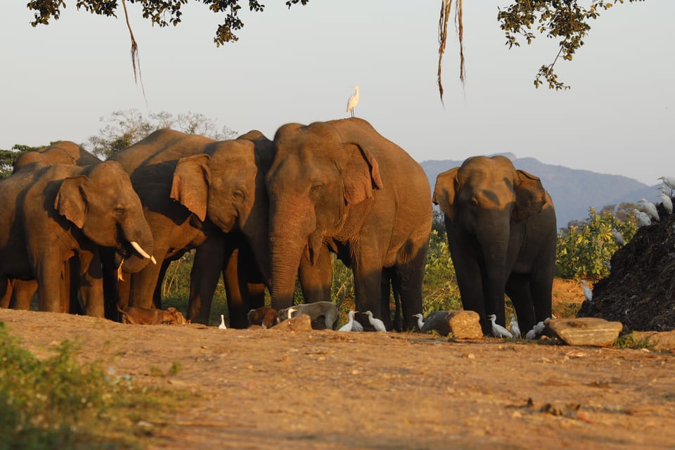 From Negombo: Kandy & Pinnawala Elephant Orphanage Day Tour | GetYourGuide