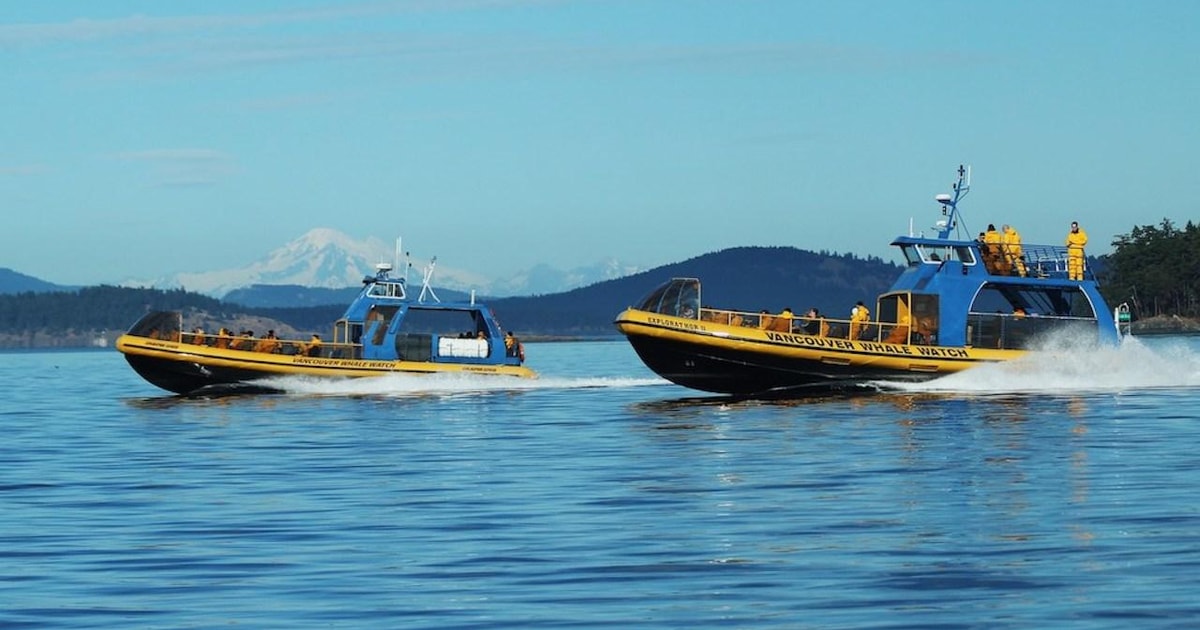 Vancouver, BC: Excursión de avistamiento de ballenas con guía ...