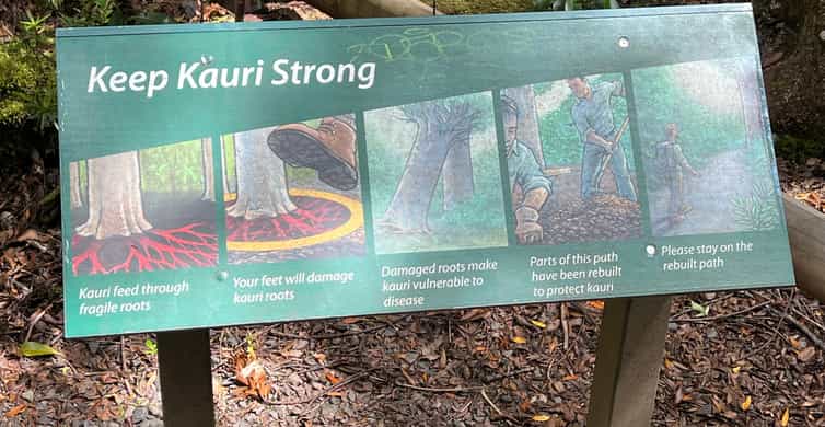 Auckland: Waipoua Kauri Forest, Tane Mahuta and Museum Tour | GetYourGuide