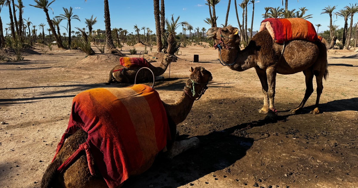 Kameltur i Marrakech med frokost (lokal restaurant) | GetYourGuide