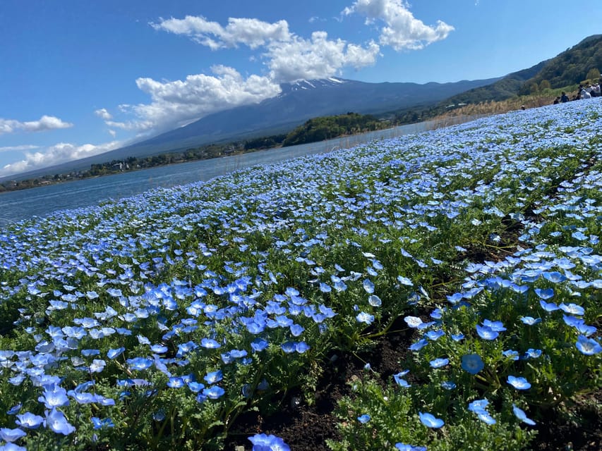 Fuji Dağı ile Özel Rehberli Günlük Tur | GetYourGuide