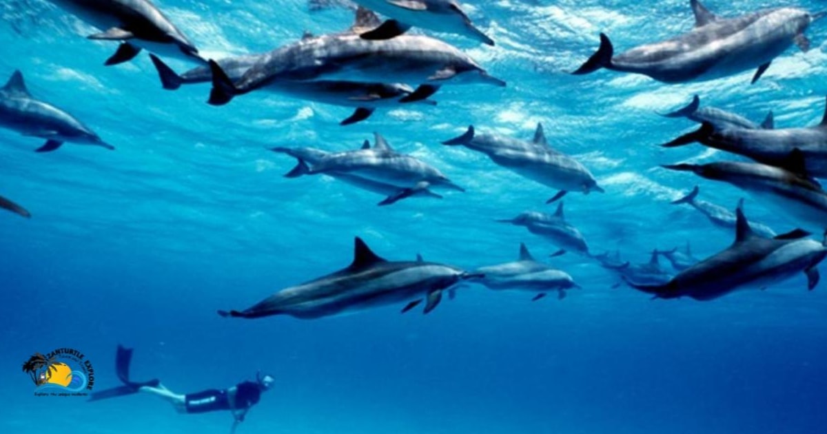 Zanzibar: Delfíni a šnorchlování na Mnembě | GetYourGuide