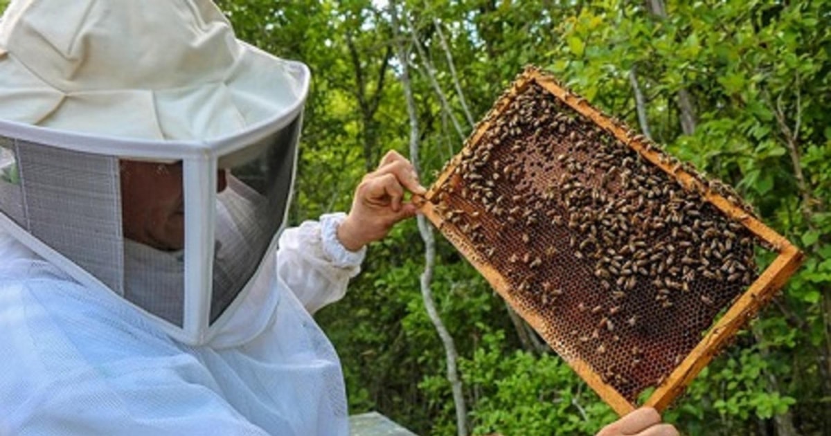 Apiary Tour (Bee tour) also Archeological site and salt Pond | GetYourGuide