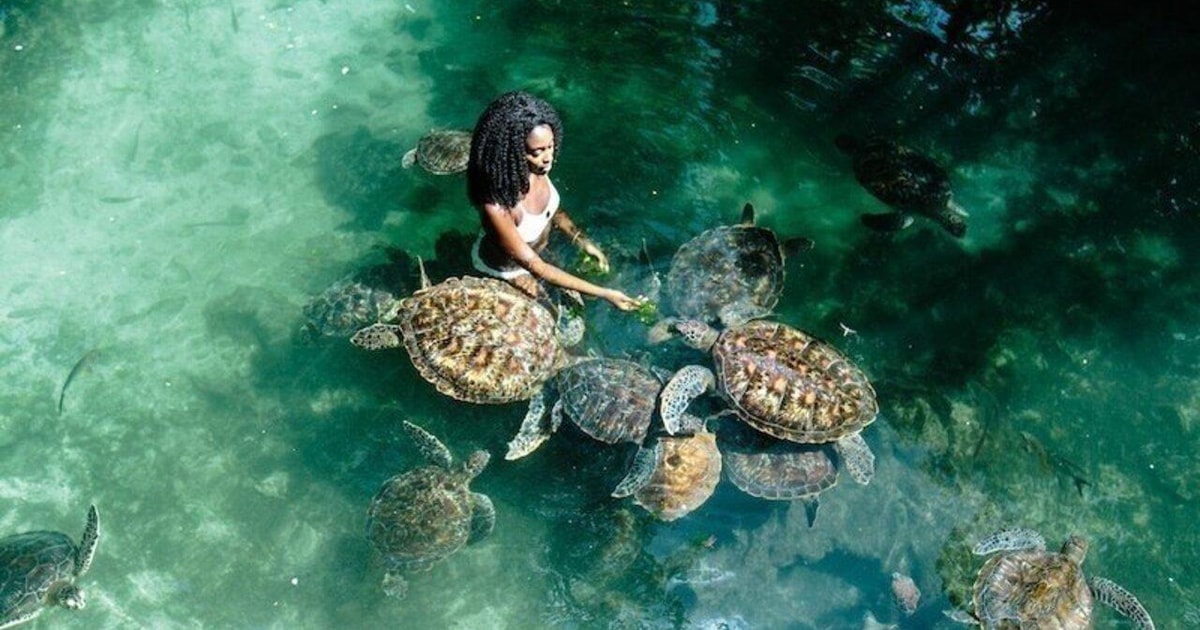 ZANZIBAR : Swimming with Sea turtles day tour | GetYourGuide