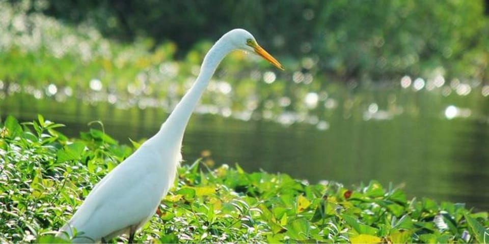 Muthurajawela: Wetland Bird Watching Tour from Colombo! | GetYourGuide