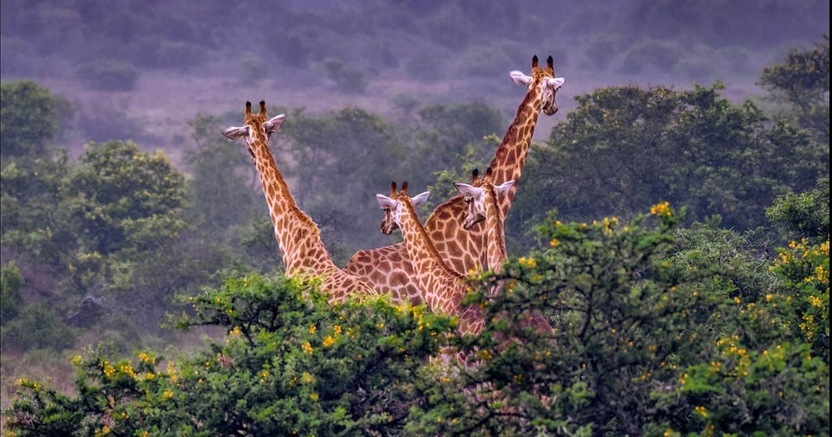 Addo Zip Line, Kragga Kamma Game Park & Addo Elephant Park | GetYourGuide