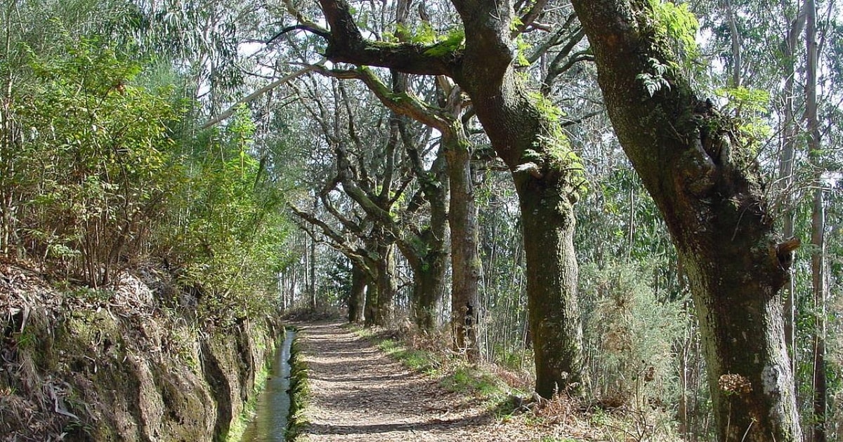 Madeira: Levada Paradise Valley Scenic Walk | GetYourGuide
