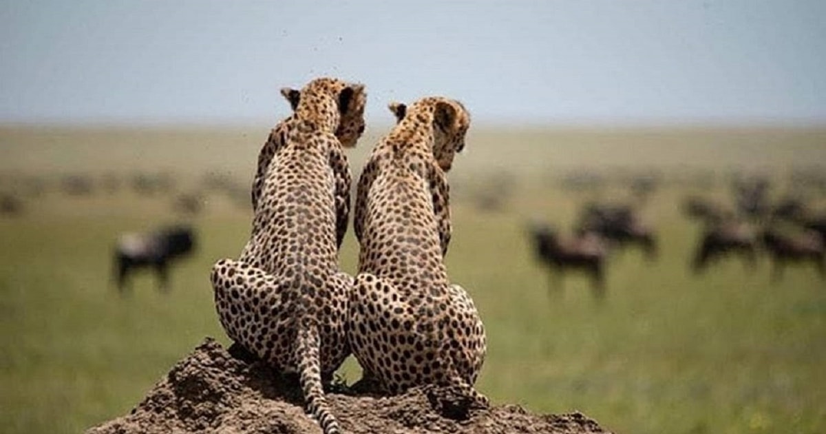 Lake Manyara National Park Day Tour | GetYourGuide