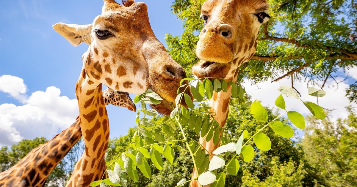 Berlín: Entradas para el Tierpark de Berlín | GetYourGuide
