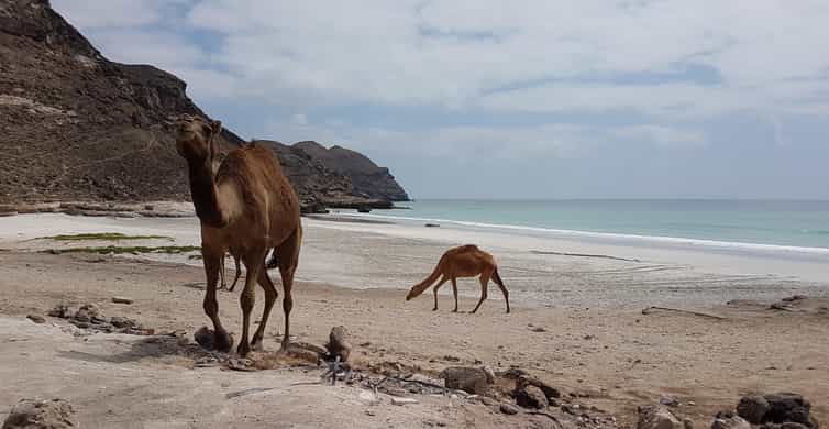 Salalah: West Salalah Full Day Beach Excursion & Safari | GetYourGuide