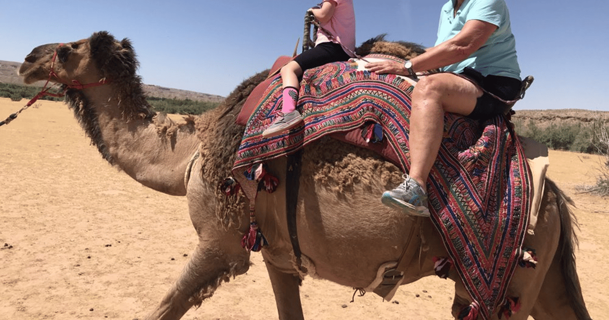 Las Vegas: Desert Camel Ride | GetYourGuide