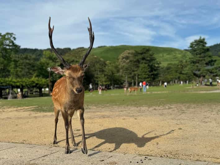 Nara : visite privée d'une journée de 4 sites incontournables et du ...